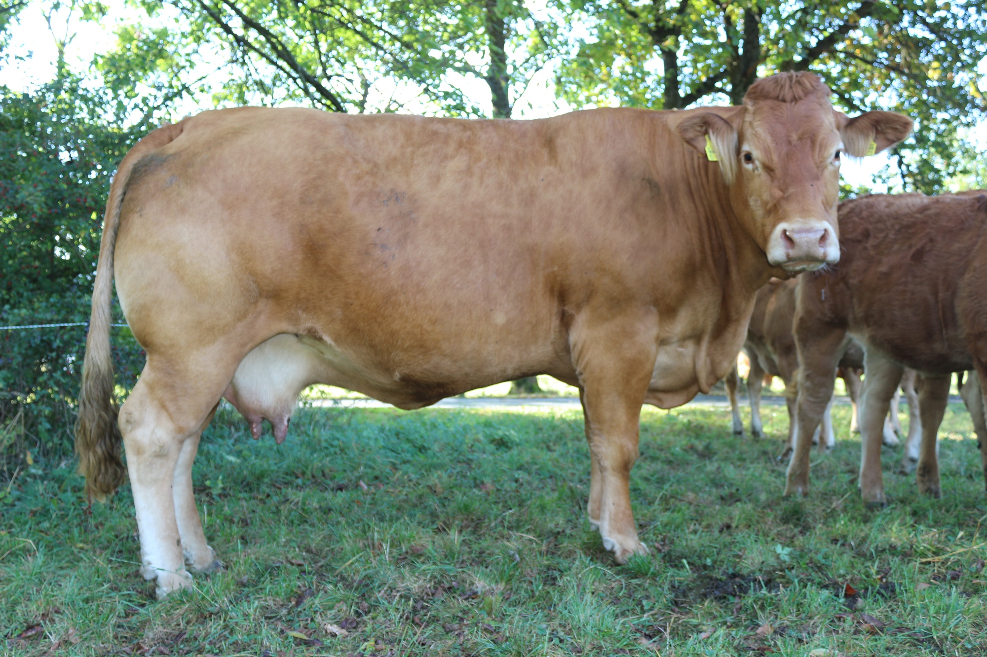 Unsere Limousin-Mutterkühe - Limousinzucht Dietmar Winter