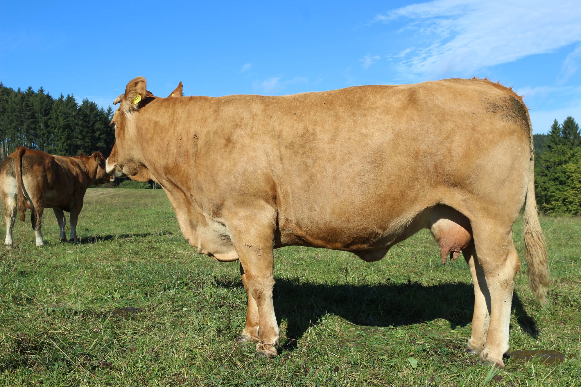 Unsere Limousin-Mutterkühe - Limousinzucht Dietmar Winter