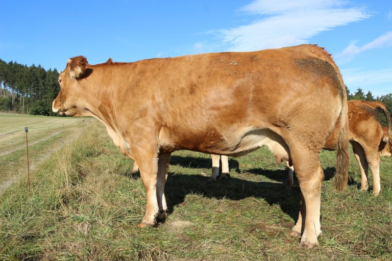 Unsere Limousin-Mutterkühe - Limousinzucht Dietmar Winter
